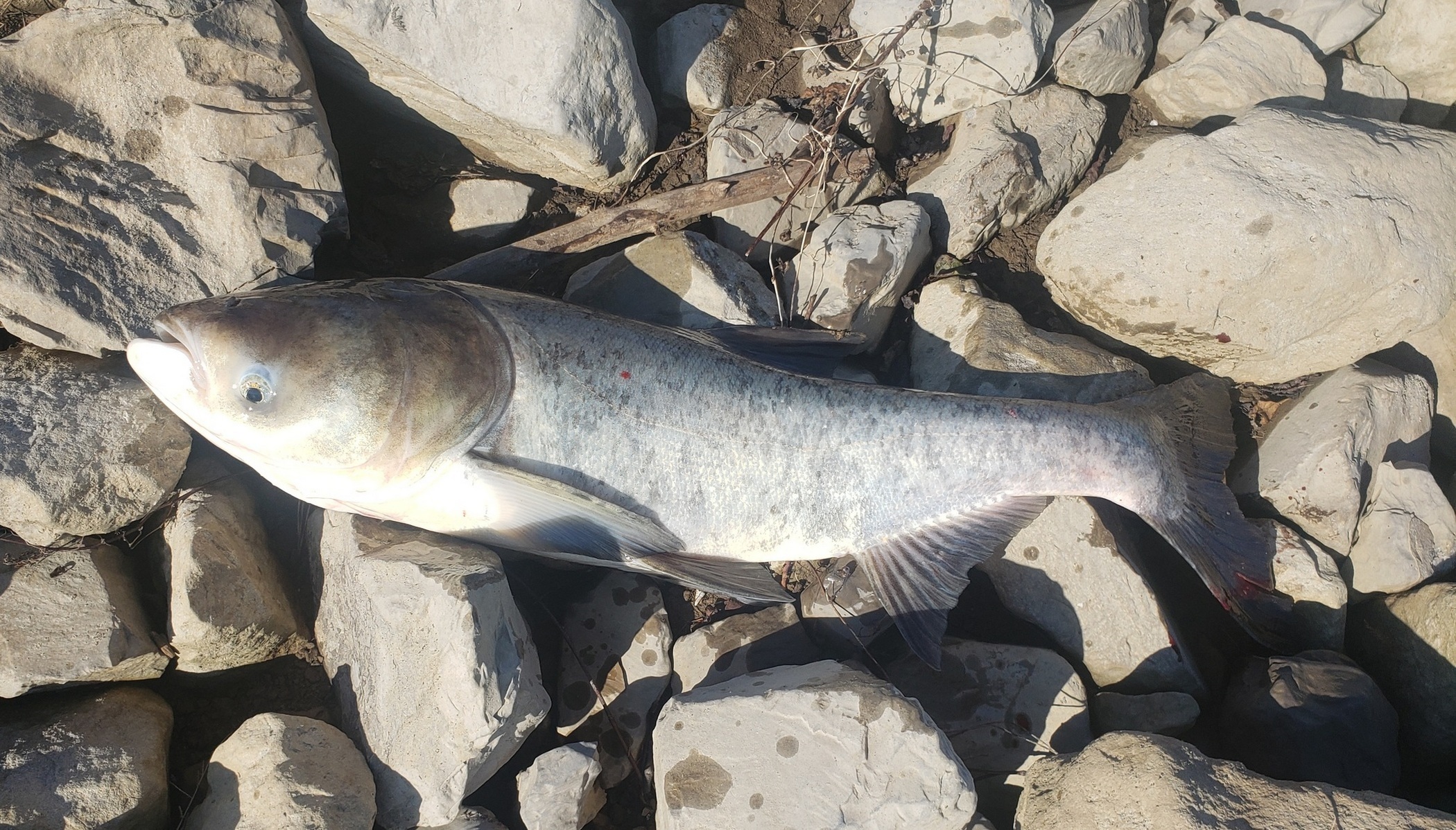 Hypophthalmichthys nobilis (Richardson, 1845)